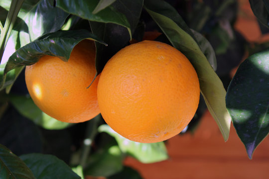 รูปภาพArancie – เลือกดูภาพถ่ายสต็อก เวกเตอร์ และวิดีโอ229 | Adobe Stock