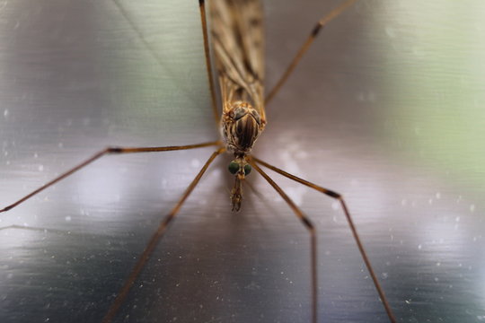 Zancudo Images – Browse 149 Stock Photos, Vectors, and Video | Adobe Stock