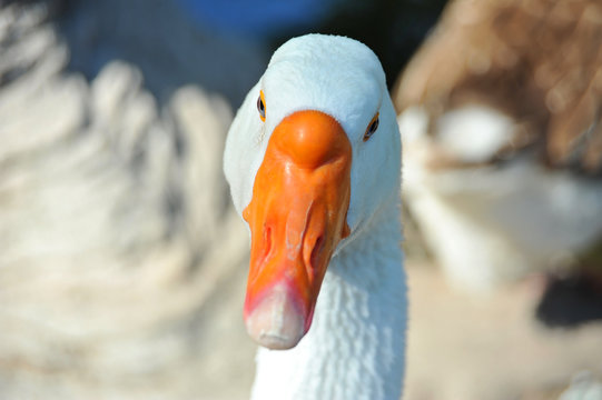 Natatorial Bilder – Durchsuchen 1,682 Archivfotos, Vektorgrafiken und ...