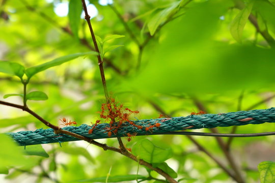 "Many Ants"-Bilder: Stock-Fotos & -Videos. | Adobe Stock