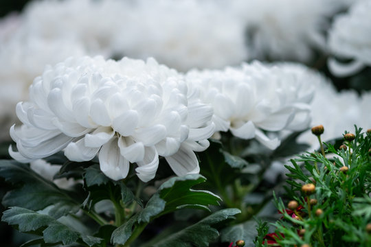 รูปภาพChrysant – เลือกดูภาพถ่ายสต็อก เวกเตอร์ และวิดีโอ1,256 | Adobe Stock