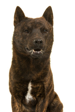 "Tiger Dog" Images – Browse 62 Stock Photos, Vectors, and Video | Adobe ...