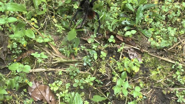 Arachnomorpha bilder – Bläddra bland 56 stockfoton, vektorer och videor ...