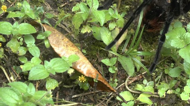 Arachnomorpha Bilder – Durchsuchen 53 Archivfotos, Vektorgrafiken und ...