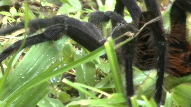 Arachnomorpha Bilder – Durchsuchen 53 Archivfotos, Vektorgrafiken und ...