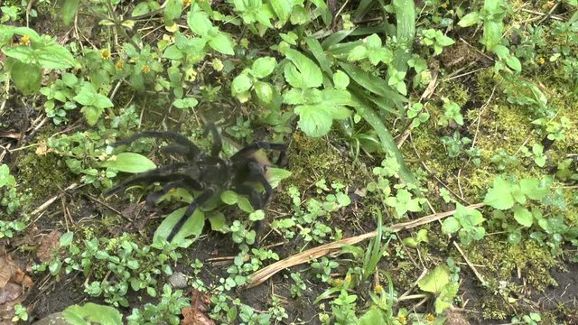 Arachnomorpha Bilder – Durchsuchen 53 Archivfotos, Vektorgrafiken und ...