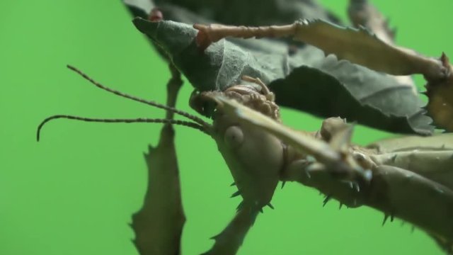 Life Cycle Of Spiny Leaf Insect Pptx - Infoupdate.org