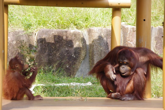 オランウータン Images – Browse 948 Stock Photos, Vectors, and Video | Adobe Stock