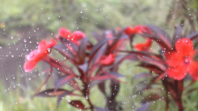 Arachnomorpha Bilder – Durchsuchen 53 Archivfotos, Vektorgrafiken und ...