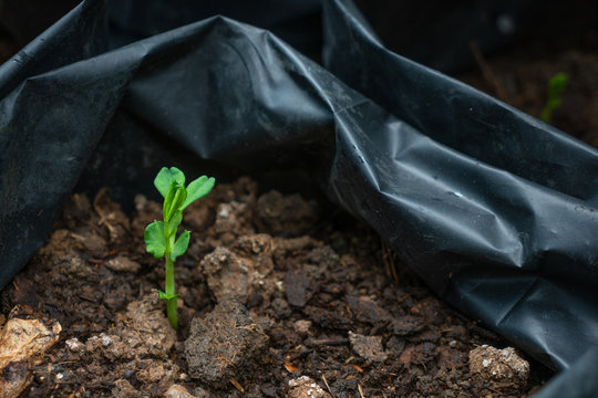 รูปภาพVegetate – เลือกดูภาพถ่ายสต็อก เวกเตอร์ และวิดีโอ21,487 | Adobe Stock