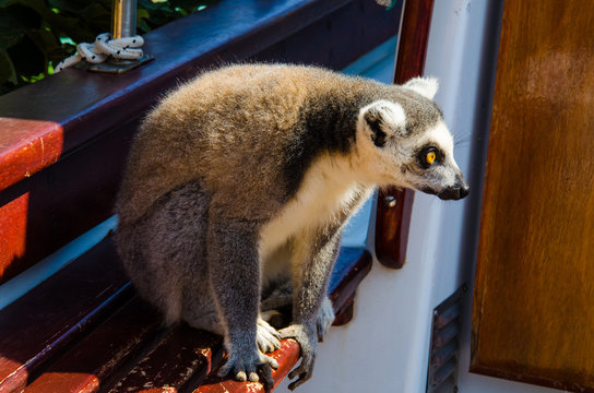 รูปภาพLemure – เลือกดูภาพถ่ายสต็อก เวกเตอร์ และวิดีโอ950 | Adobe Stock