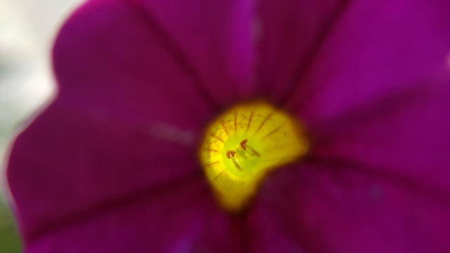 Pistillo Bilder – Durchsuchen 1,726 Archivfotos, Vektorgrafiken und ...