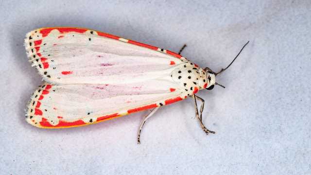 Utetheisa Images – Browse 66 Stock Photos, Vectors, and Video | Adobe Stock