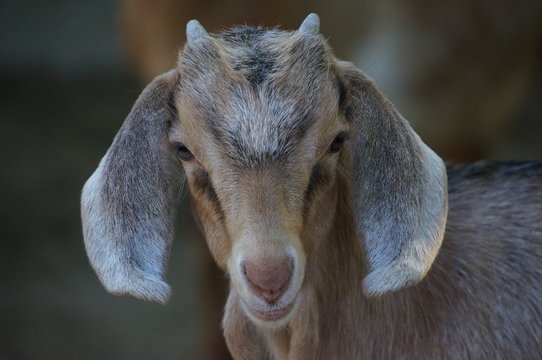 รูปภาพChivo – เลือกดูภาพถ่ายสต็อก เวกเตอร์ และวิดีโอ502 | Adobe Stock