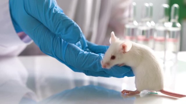 Mice Imagens – Procure 743,672 fotos, vetores e vídeos | Adobe Stock