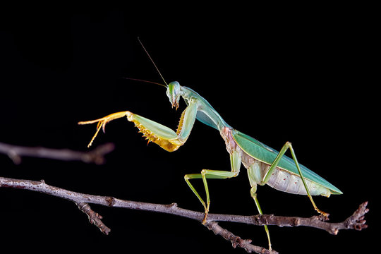 Giant Malaysian Shield Mantis