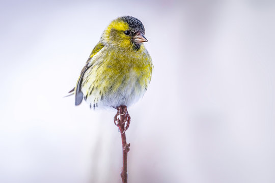 Vogelart Images – Browse 31 Stock Photos, Vectors, and Video | Adobe Stock