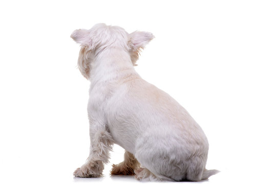 Dog Sitting From Behind