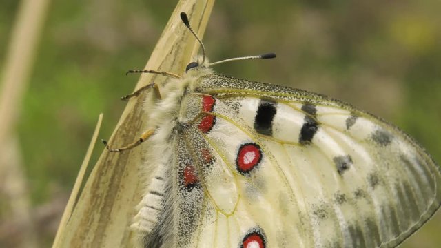 "Parnassius Apollo" Images – Browse 50,273 Stock Photos, Vectors, and ...