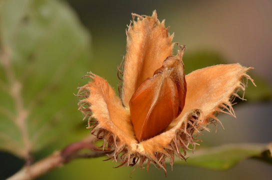 Buchecker-Bilder: Stock-Fotos & -Videos. | Adobe Stock