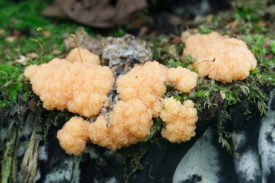 Aethalium Images – Browse 51 Stock Photos, Vectors, and Video | Adobe Stock