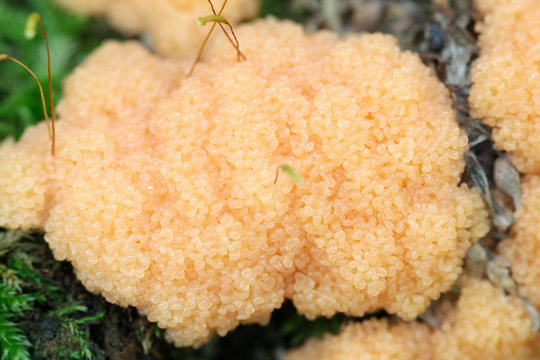 「Aethalium」の画像 - 51 件の Stock 写真、ベクターおよびビデオ | Adobe Stock