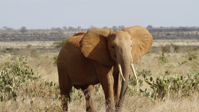 รูปภาพHauer – เลือกดูภาพถ่ายสต็อก เวกเตอร์ และวิดีโอ6,146 | Adobe Stock