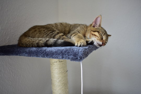 「Filou」の写真素材 | 176件の無料イラスト画像 | Adobe Stock