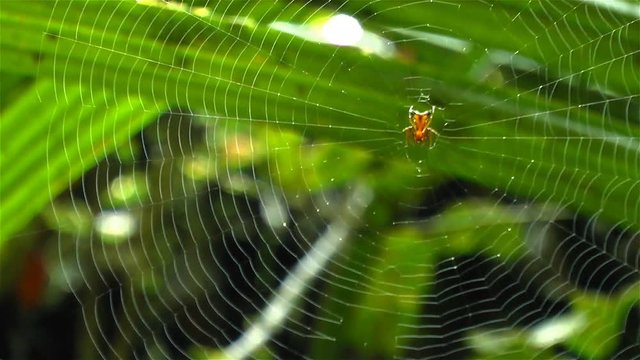 Arachnomorpha 影像 – 瀏覽 62 個素材庫相片、向量圖和影片 | Adobe Stock