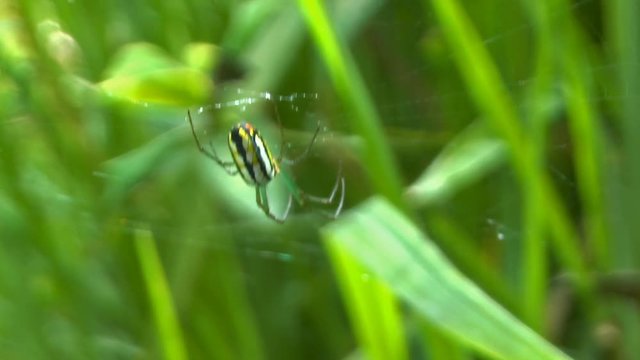Arachnomorpha 影像 – 瀏覽 62 個素材庫相片、向量圖和影片 | Adobe Stock