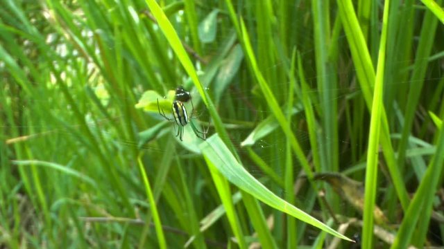 Imágenes de Arachnomorpha: descubre bancos de fotos, ilustraciones ...