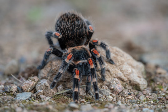 Mygalomorphae Images – Browse 480 Stock Photos, Vectors, and Video ...