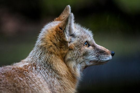 Aandachtig - Images et vidéos libres de droits | Adobe Stock
