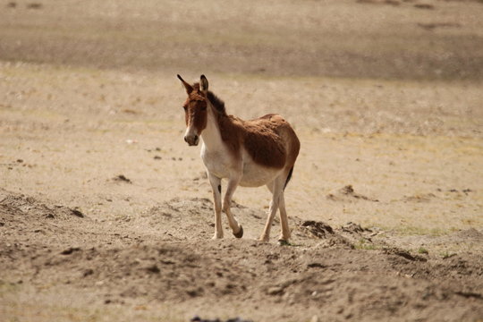 Kiang Images – Browse 721 Stock Photos, Vectors, and Video | Adobe Stock