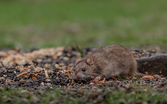 Wanderratte Bilder – Durchsuchen 10,120 Archivfotos, Vektorgrafiken und ...