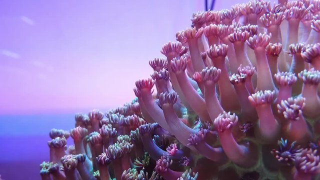 "Elegance Coral" Images – Browse 127 Stock Photos, Vectors, and Video ...
