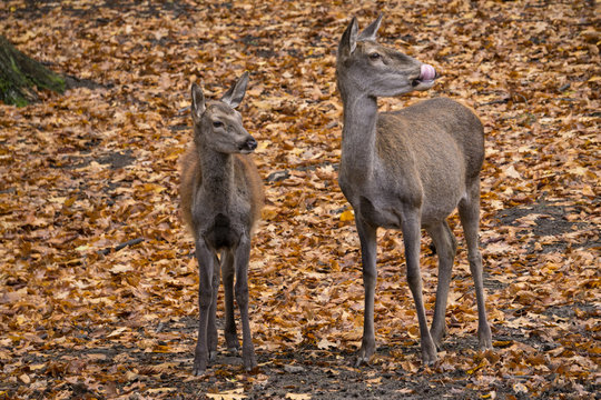 Fluchttier bilder – Bläddra bland 967 stockfoton, vektorer och videor ...