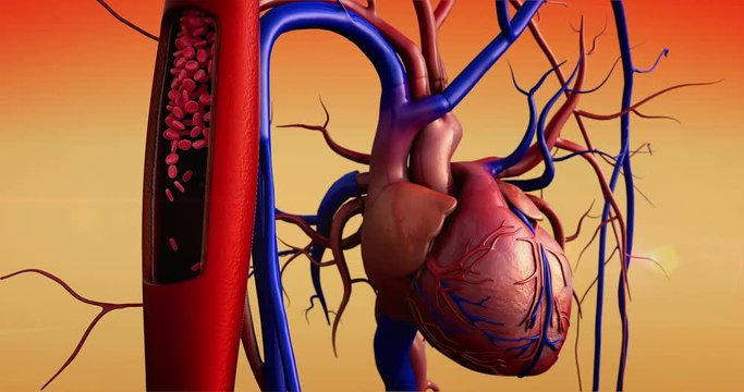 รูปภาพ"Human Heart Anatomy" – เลือกดูภาพถ่ายสต็อก เวกเตอร์ และวิดีโอ80 ...