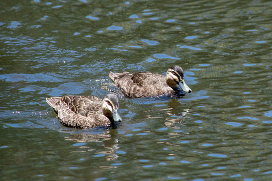 Alexandra Images – Browse 2,137 Stock Photos, Vectors, and Video ...