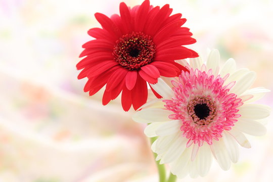 "Transvaal Daisy" Images – Browse 17,077 Stock Photos, Vectors, and ...