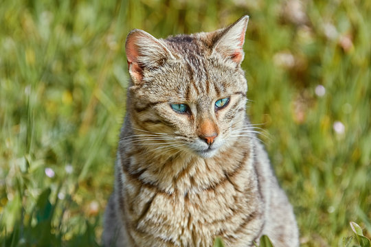 Mutt-Cat Images – Browse 80 Stock Photos, Vectors, and Video | Adobe Stock