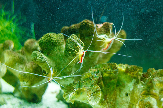 Pagurian Images – Browse 437 Stock Photos, Vectors, and Video | Adobe Stock