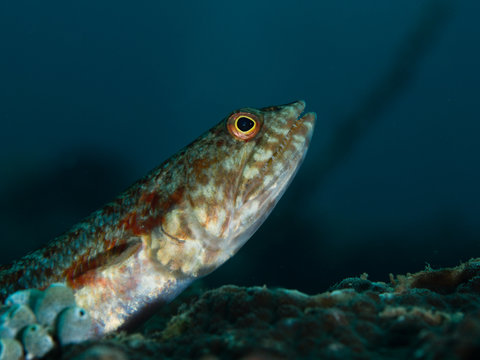 Lizard-Fish Images – Browse 25 Stock Photos, Vectors, and Video | Adobe ...