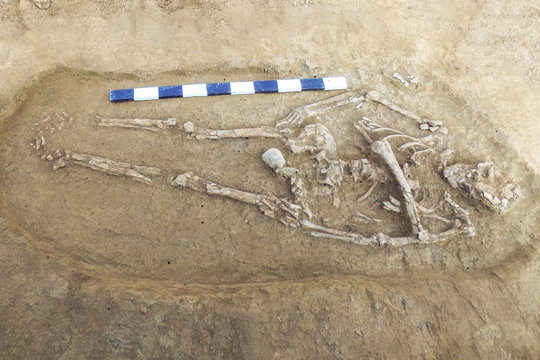 รูปภาพ..Pithecanthropus – เลือกดูภาพถ่ายสต็อก เวกเตอร์ และวิดีโอ115 ...