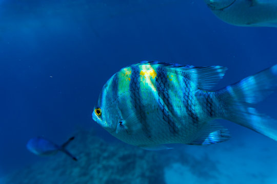 รูปภาพPollyfish – เลือกดูภาพถ่ายสต็อก เวกเตอร์ และวิดีโอ6,968 | Adobe Stock