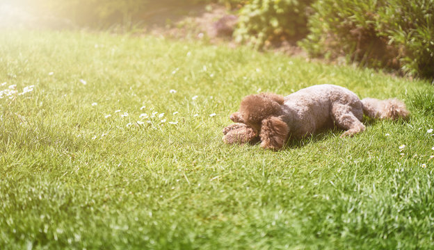 Caniforms Bilder – Durchsuchen 4,733 Archivfotos, Vektorgrafiken und ...