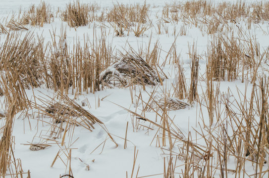 "Snow Grass" Images – Browse 664 Stock Photos, Vectors, and Video ...