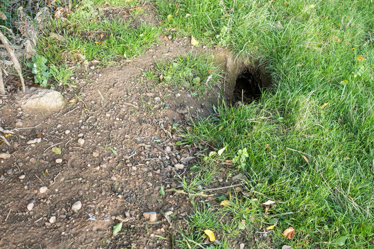 "Rabbit Burrow" Images – Browse 526 Stock Photos, Vectors, and Video ...