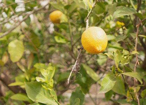 Citroner Images – Browse 26 Stock Photos, Vectors, and Video | Adobe Stock