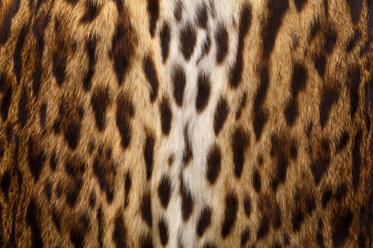 Real Leopard Skin Images – Browse 1,493 Stock Photos, Vectors, and ...